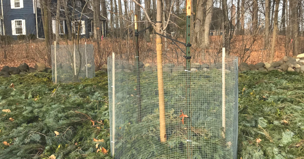 Protect Trees/Shrubs From Winter Damage| American Landscape