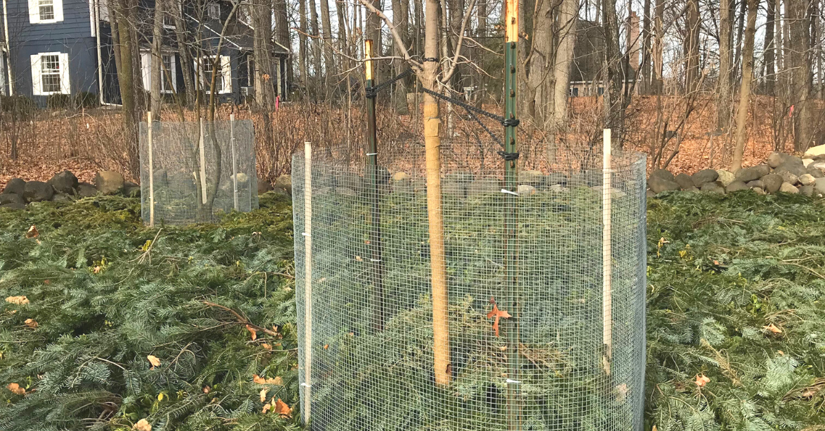 Fall Landscaping Checklist | American Landscape