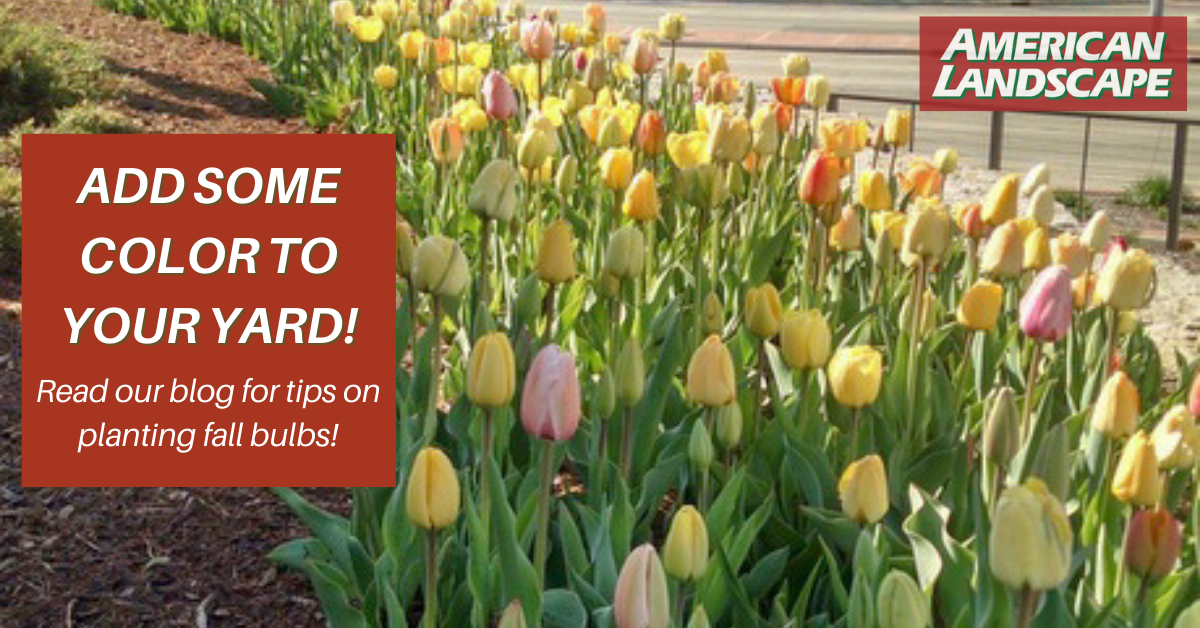 Planting Fall Bulbs - Top Tips | American Landscape