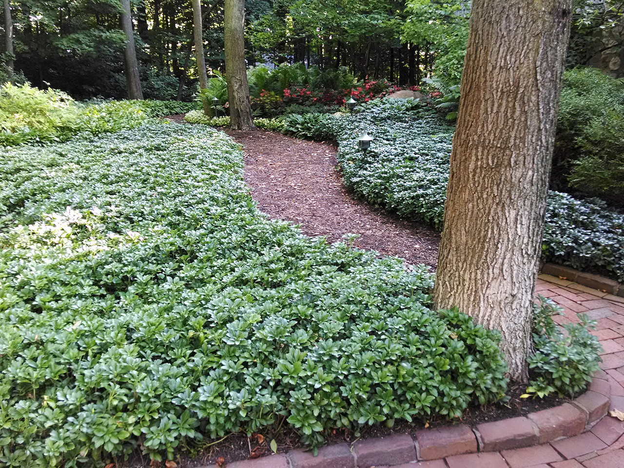 Planted Softscapes | American Landscape