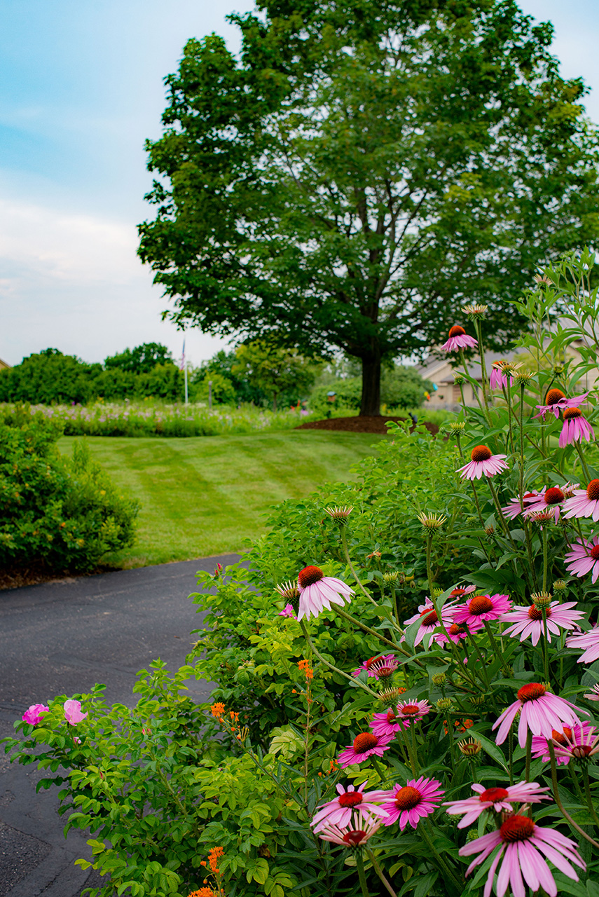 Planted Softscapes | American Landscape