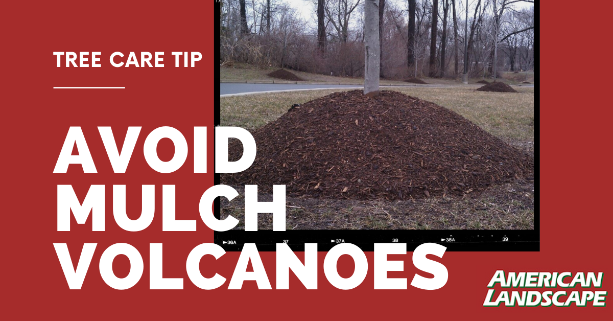 Why You Should Avoid Mulch Volcanoes | American Landscape