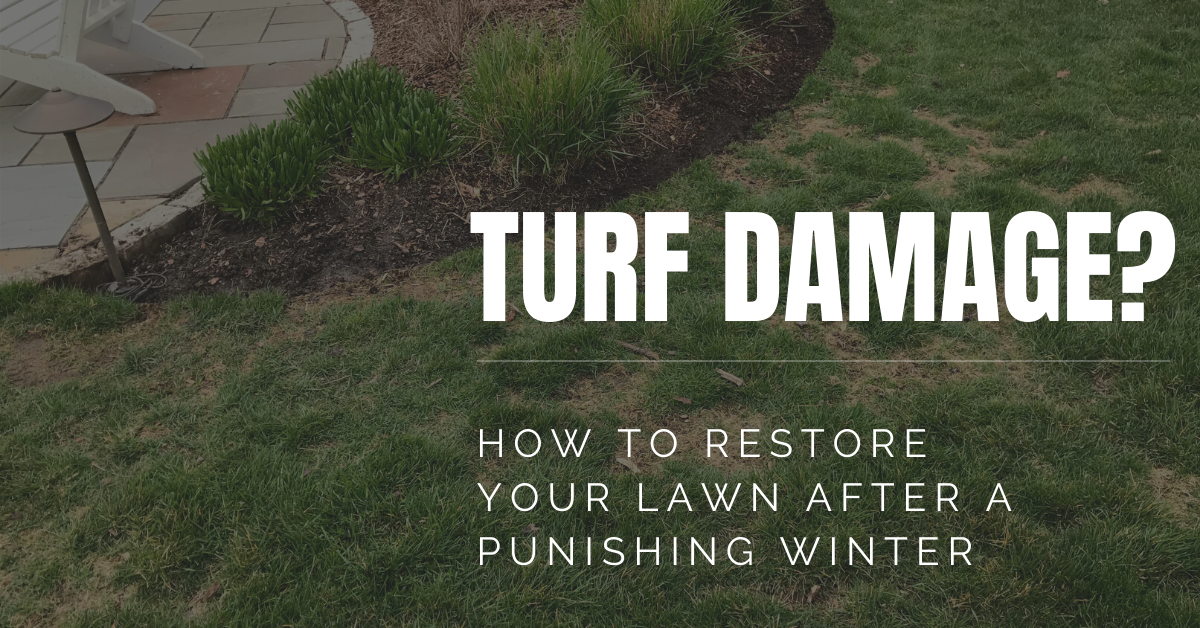 Spotting and Treating Turf Damage from Winter | American Landscape