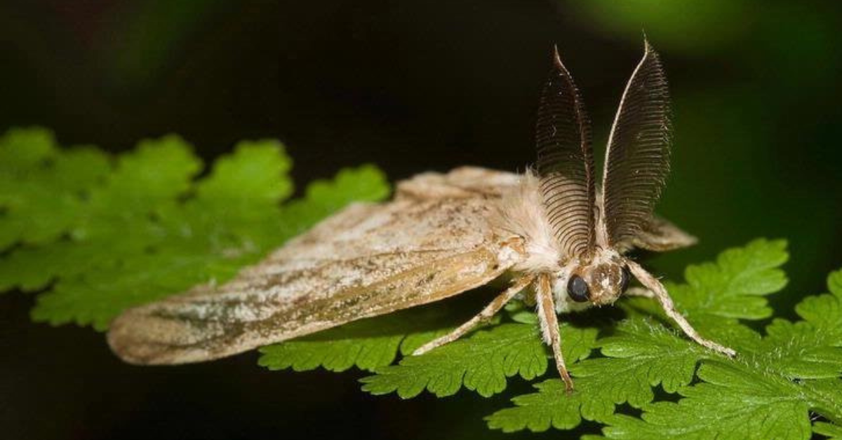 Detect and Treat for Spongy Moth on Trees | American Landscape
