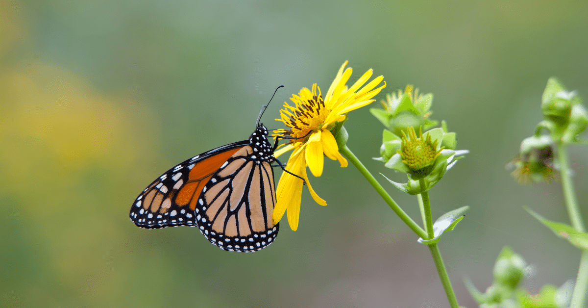 How to Create a Monarch Waystation | American Landscape