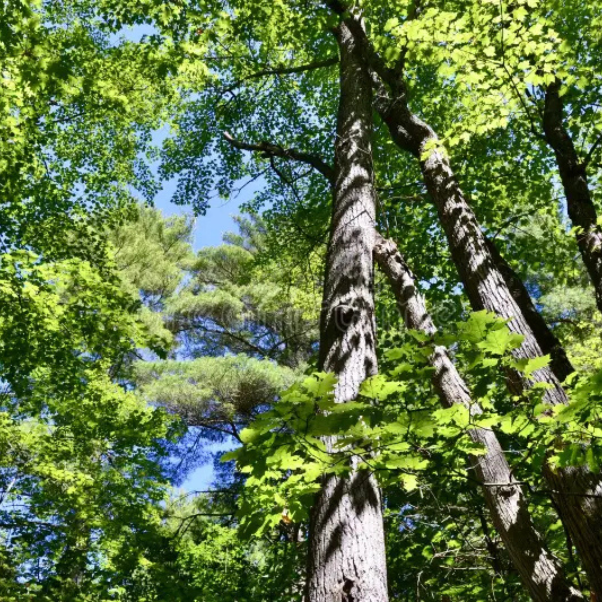 Tree Care – American Landscape