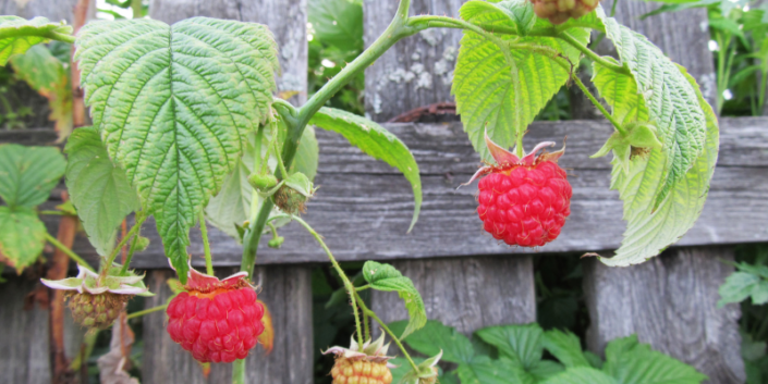 How to Add Edible Plants and Trees to Your Landscape | American Landscape
