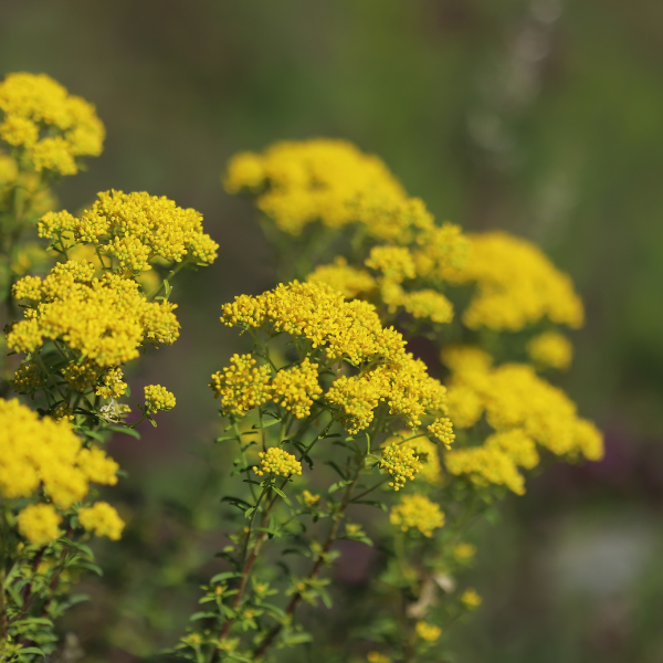 Drought-Tolerant Plants: Conserving Water and Beautifying Landscapes ...